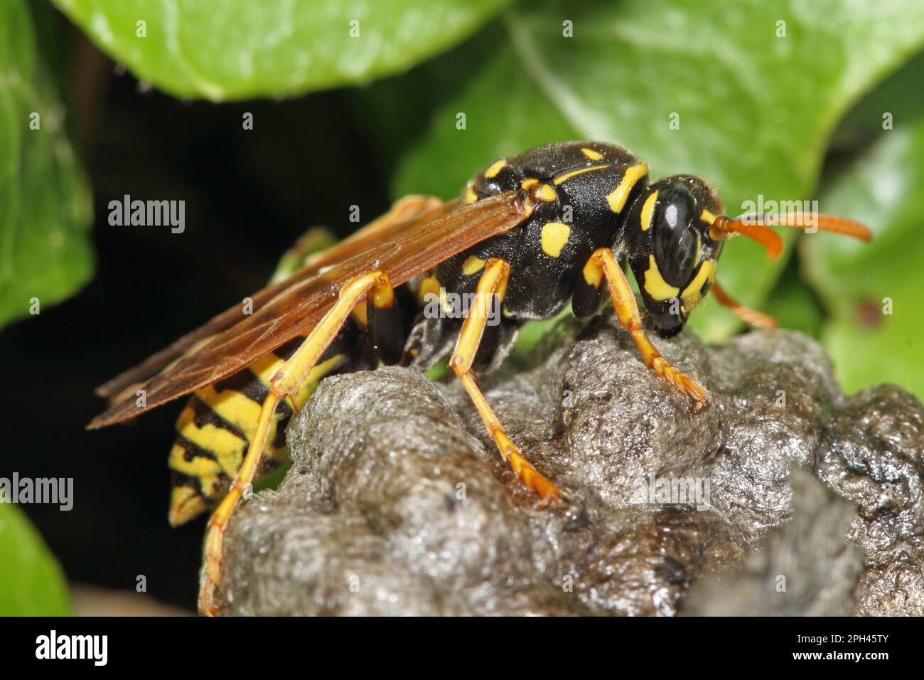 European Paper Wasp Stock Photo - Alamy