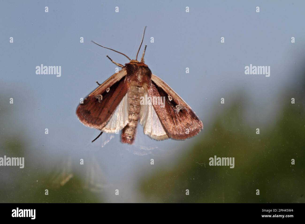 Flame shoulder hi-res stock photography and images - Alamy