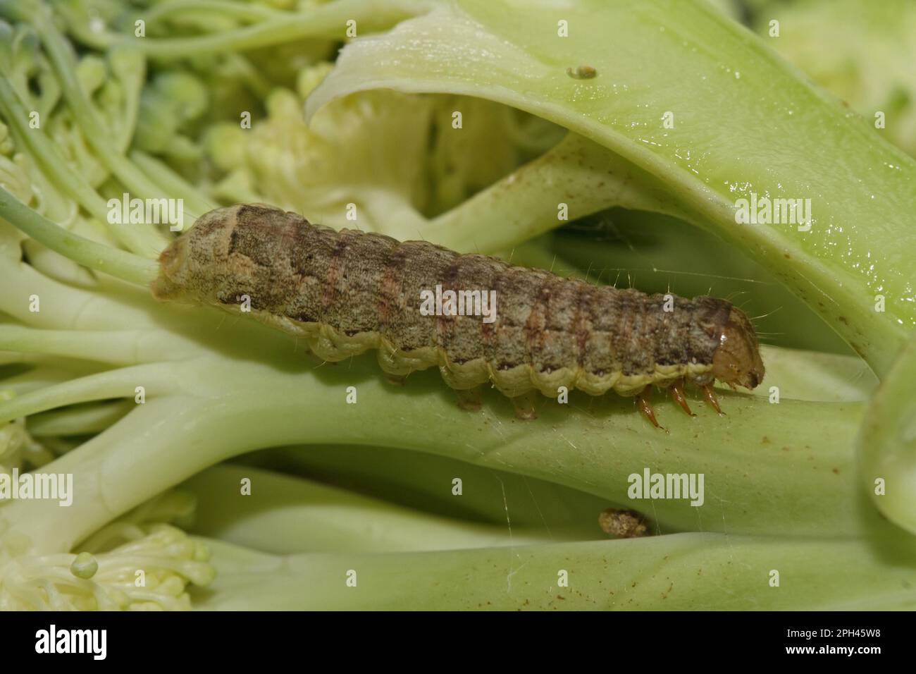 Vegetable owl hi-res stock photography and images - Alamy