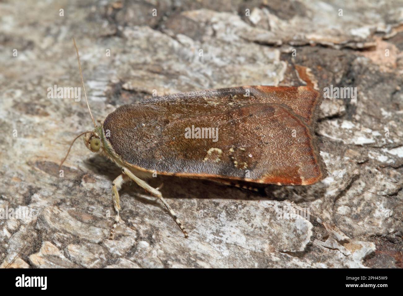 Langmaid's Yellow Underwing Moth Stock Photo - Alamy