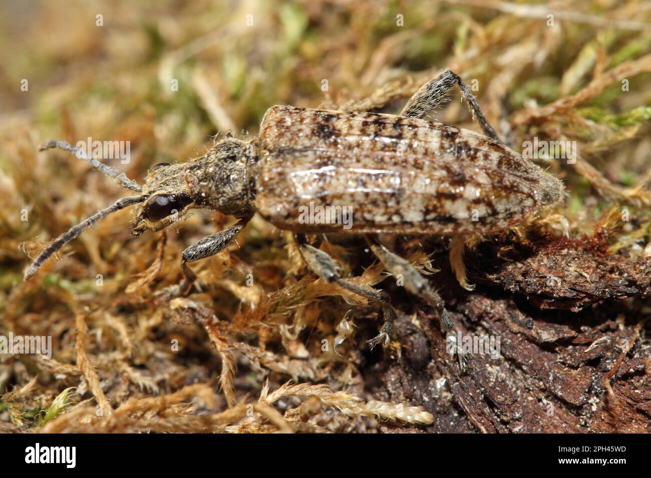 Buck beetle hi-res stock photography and images - Alamy