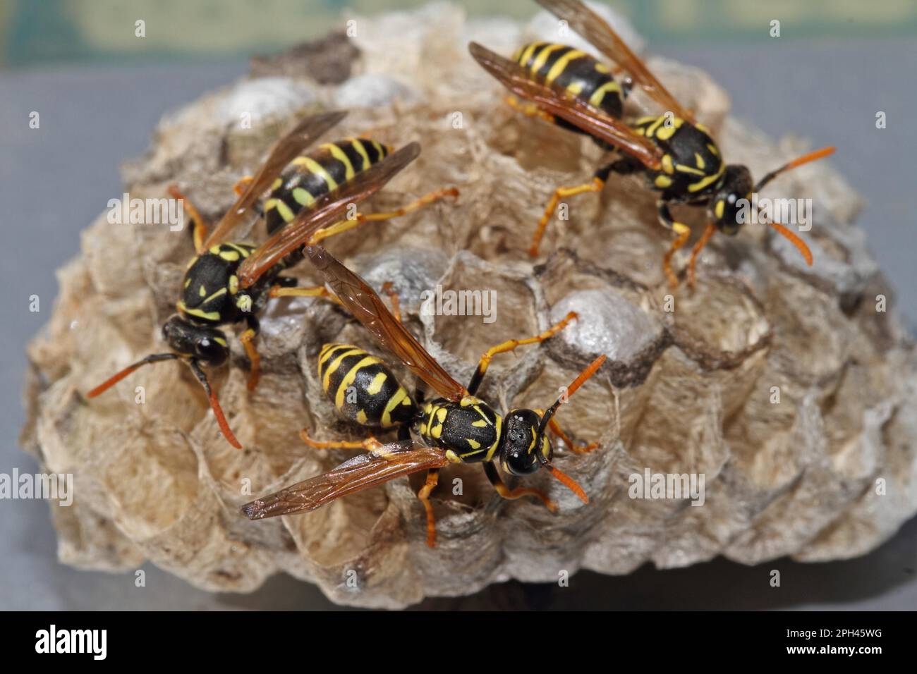 European Paper Wasp Stock Photo - Alamy