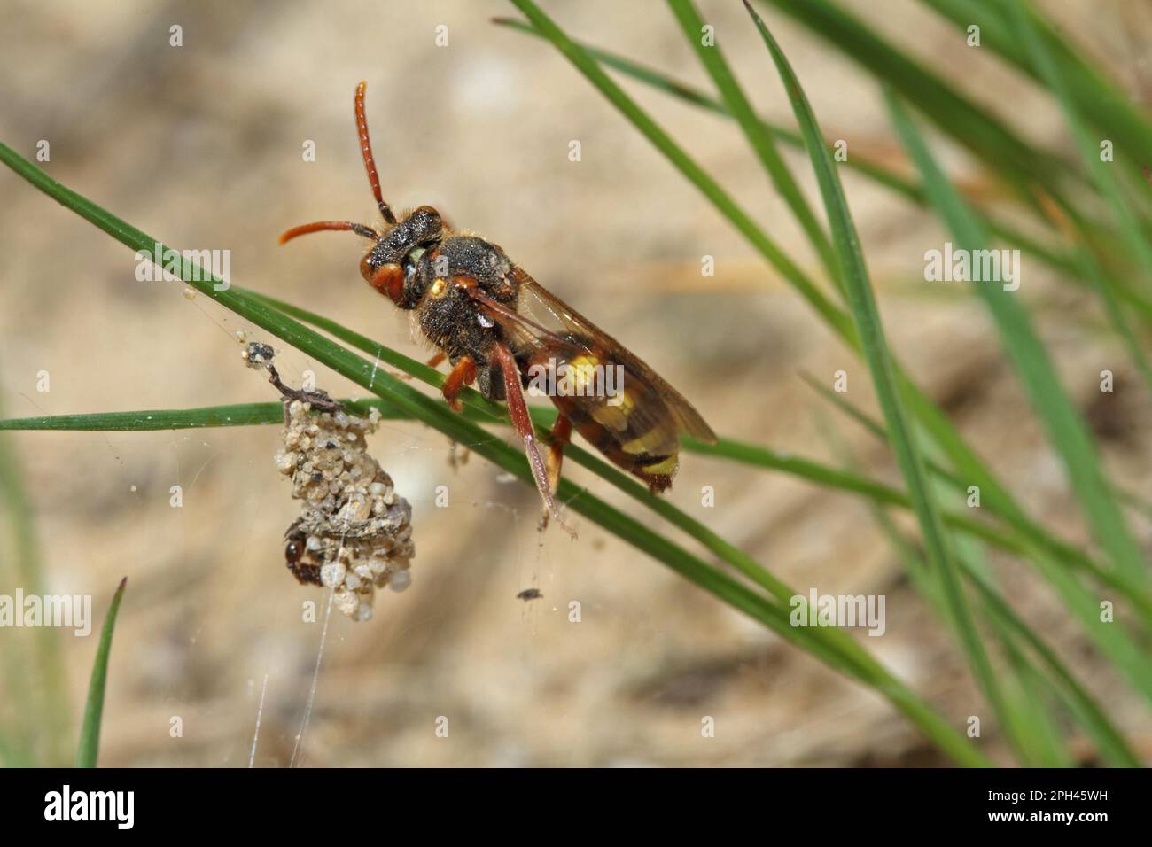Redheaded Wasp Bee Stock Photo - Alamy