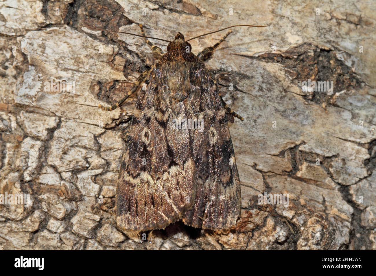 Pyramid of the owl hi-res stock photography and images - Alamy