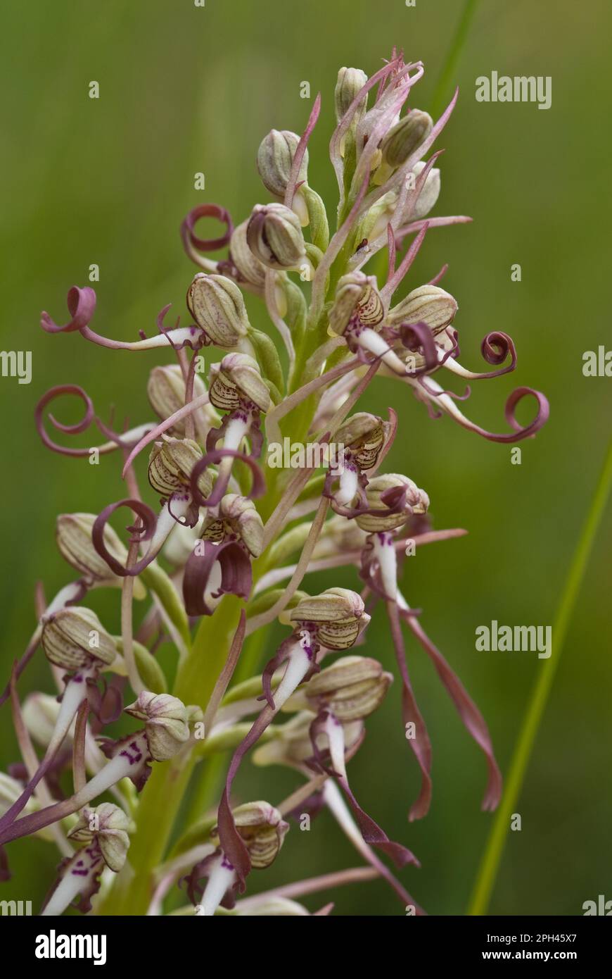 Orchids Lizard Orchid (Himantoglossum hircinum Stock Photo - Alamy