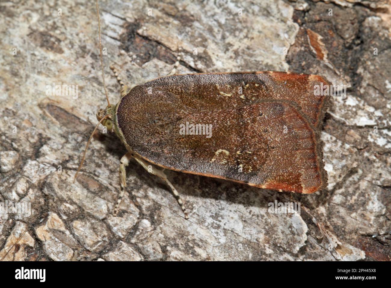 Langmaid's Yellow Underwing Moth Stock Photo - Alamy
