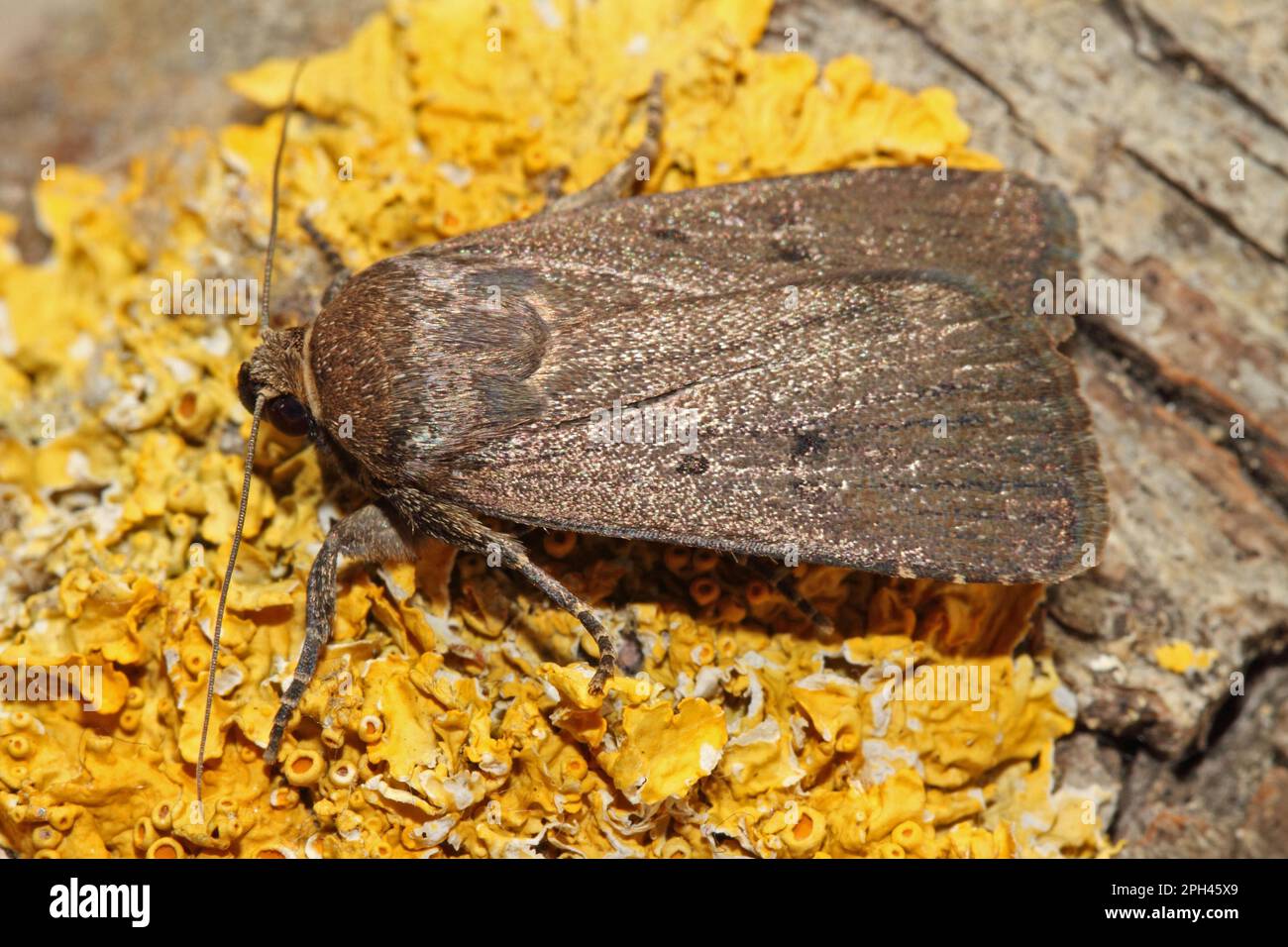 Three-spotted Lance Owl Stock Photo - Alamy