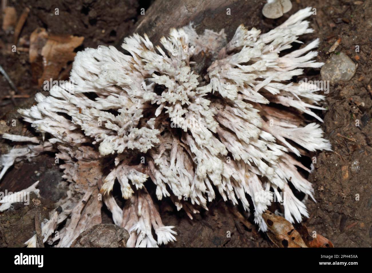 White wart fungus Stock Photo - Alamy