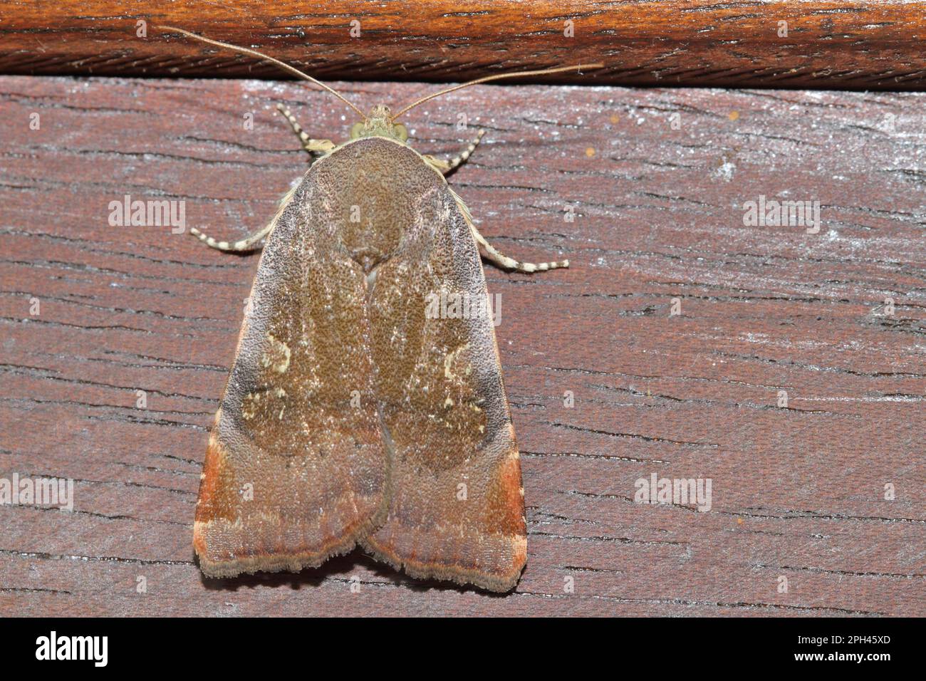 Langmaid's Yellow Underwing Moth Stock Photo - Alamy