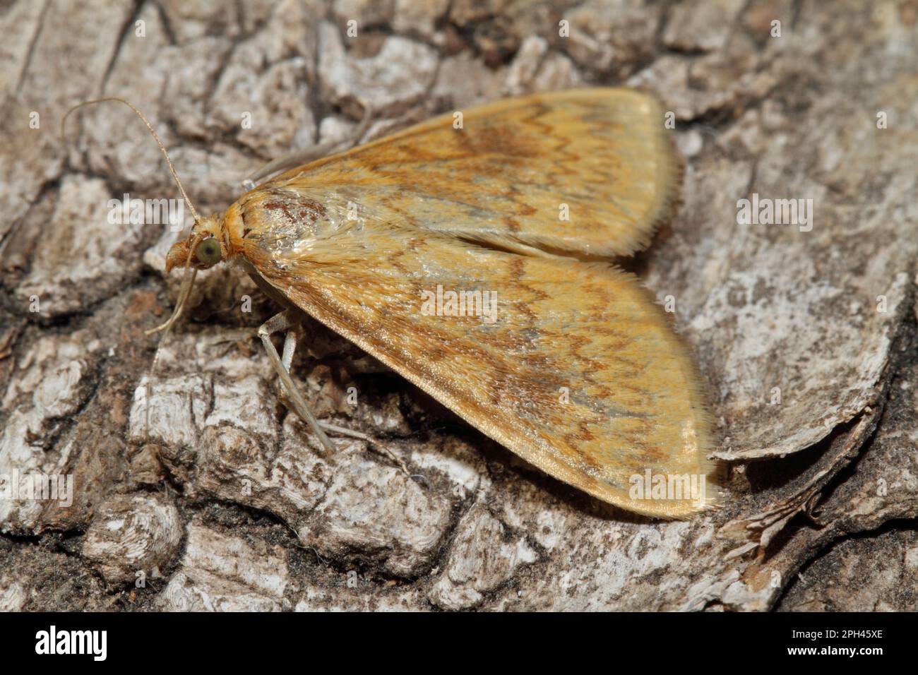 Corn moth hi-res stock photography and images - Alamy