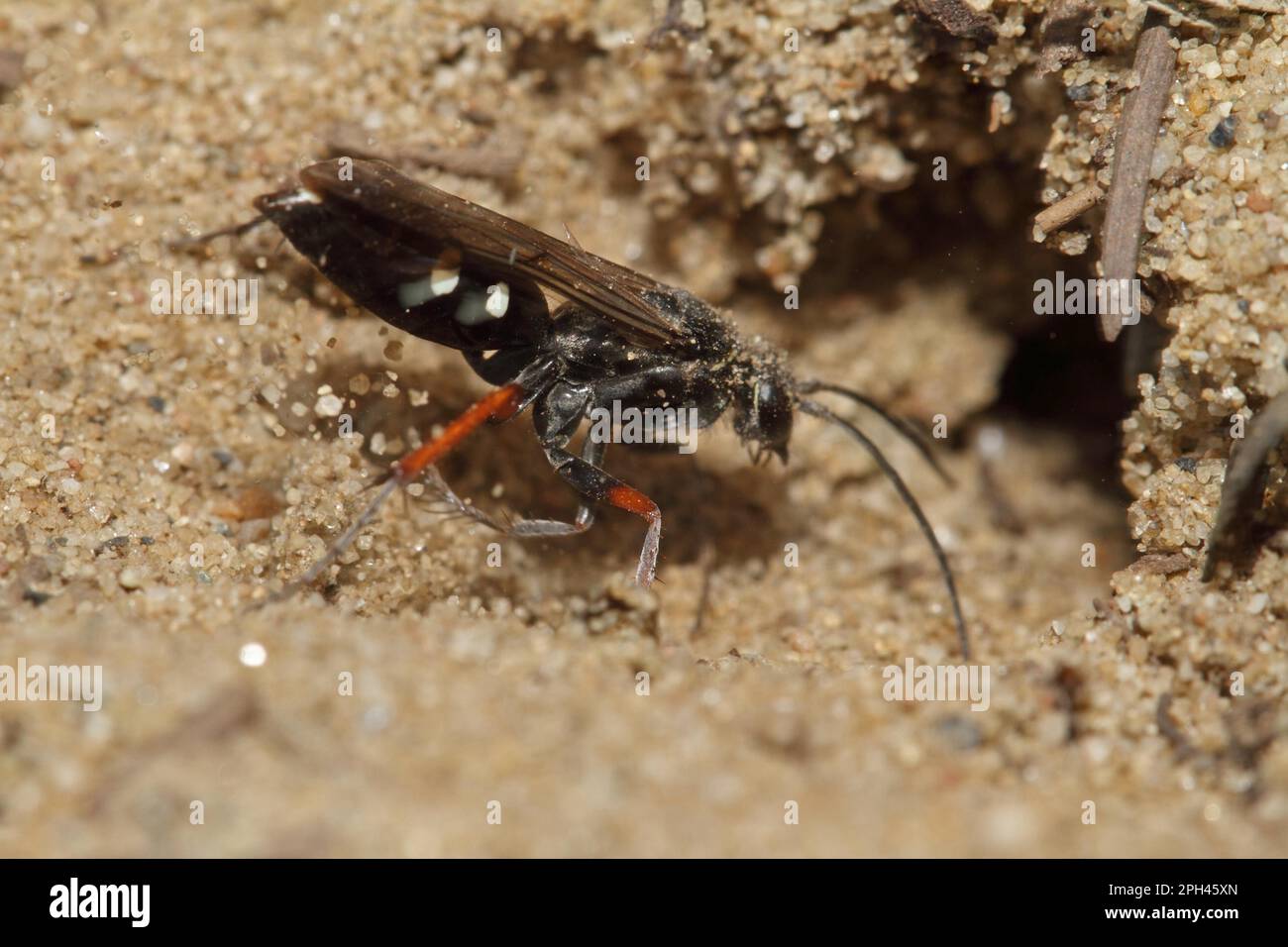 Red-legged spider wasp Stock Photo - Alamy