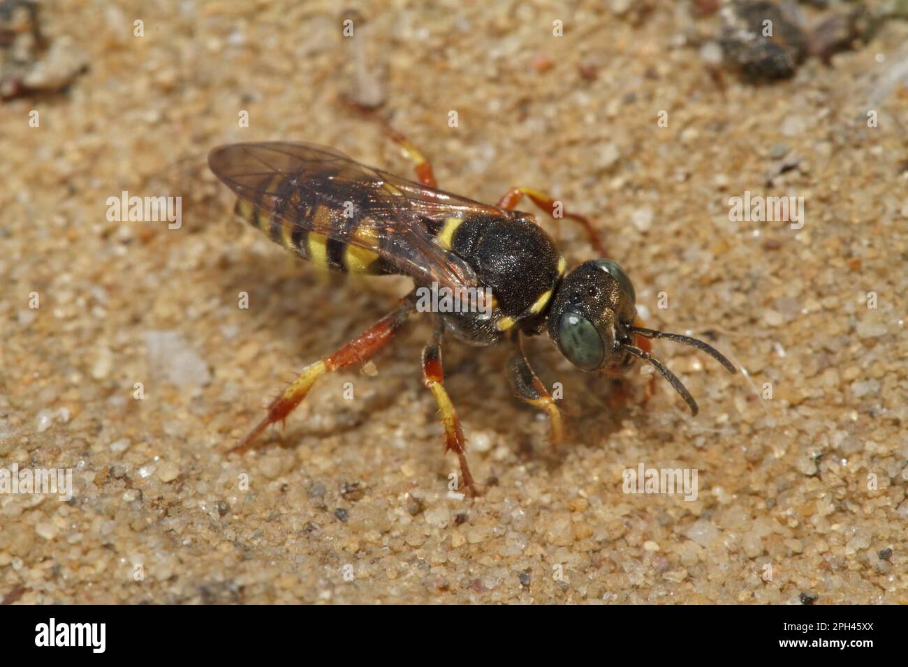 Large fly spear wasp Stock Photo - Alamy