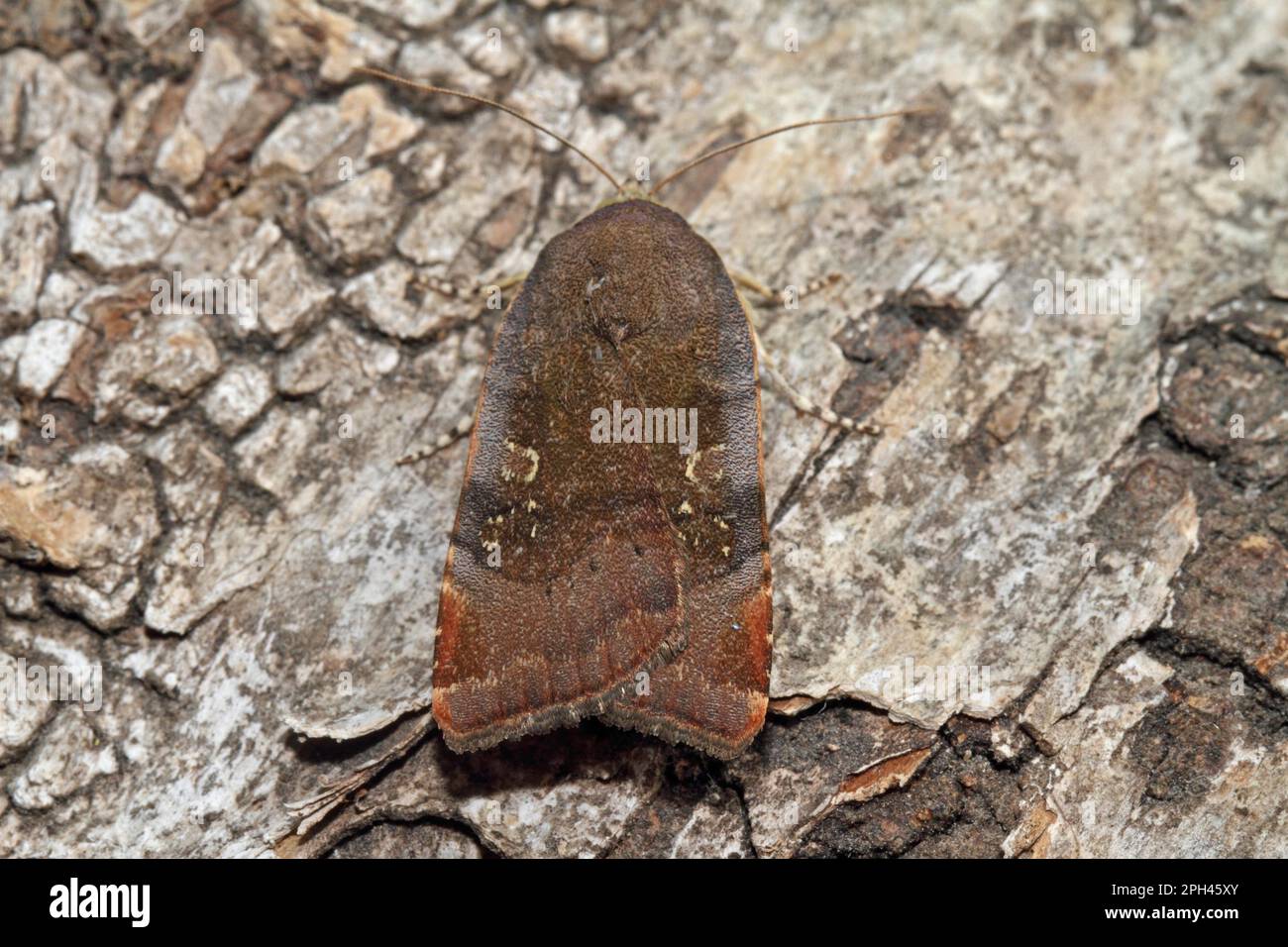 Langmaid's Yellow Underwing Moth Stock Photo - Alamy