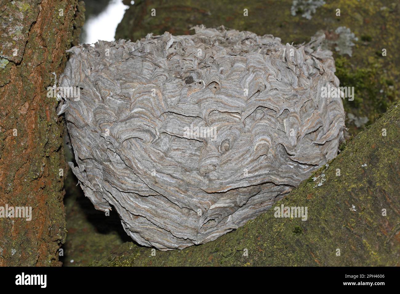 Ground nesting wasps hi-res stock photography and images - Alamy