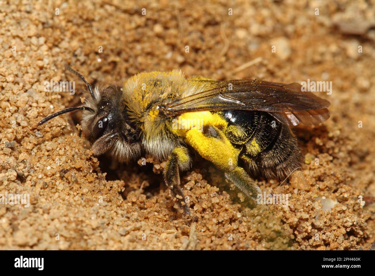 Grey-backed Mining-bee (Andrena vaga Stock Photo - Alamy