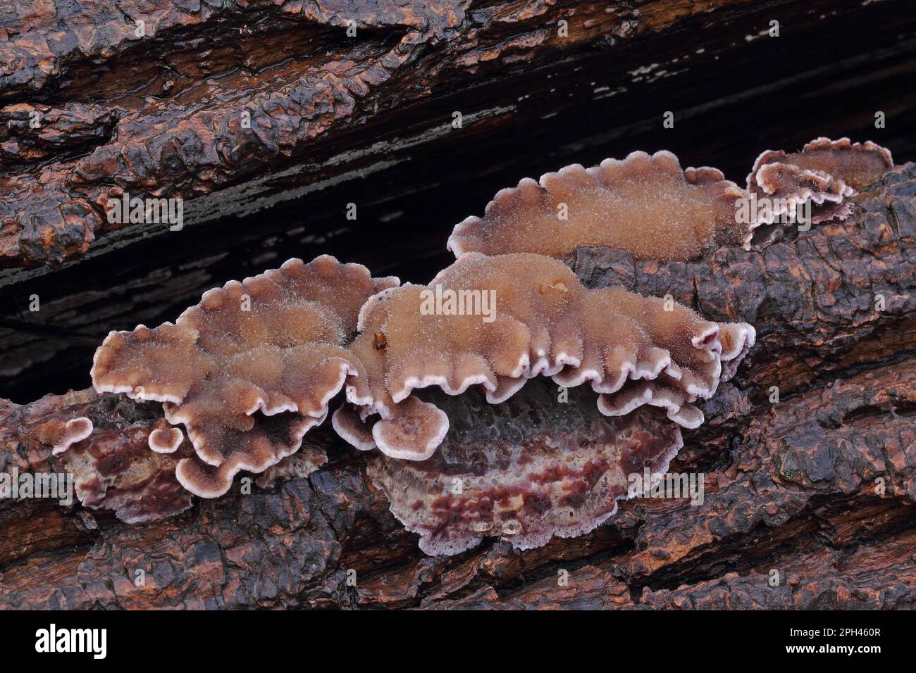 Purple layer fungus Stock Photo - Alamy