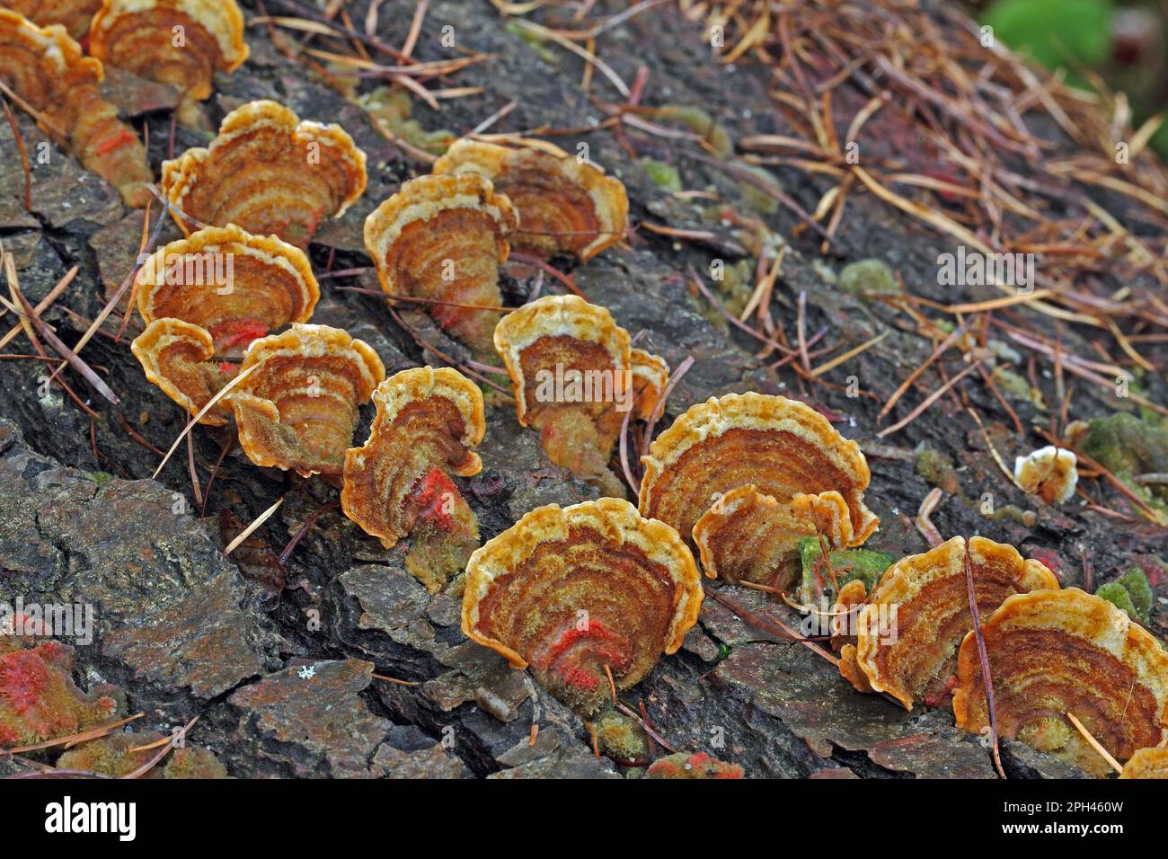 Oak layer fungus Stock Photo - Alamy
