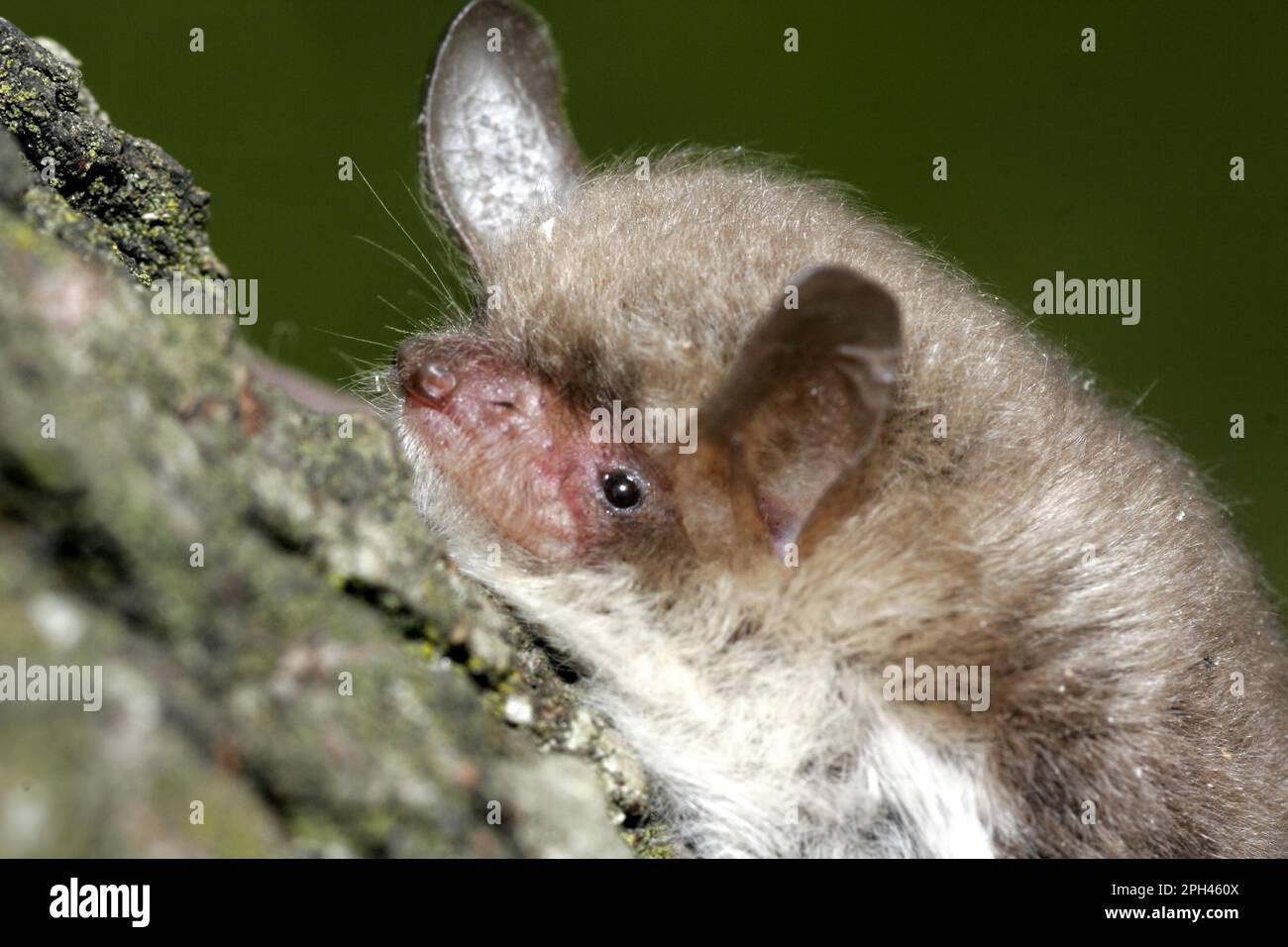 Water bat hi-res stock photography and images - Alamy