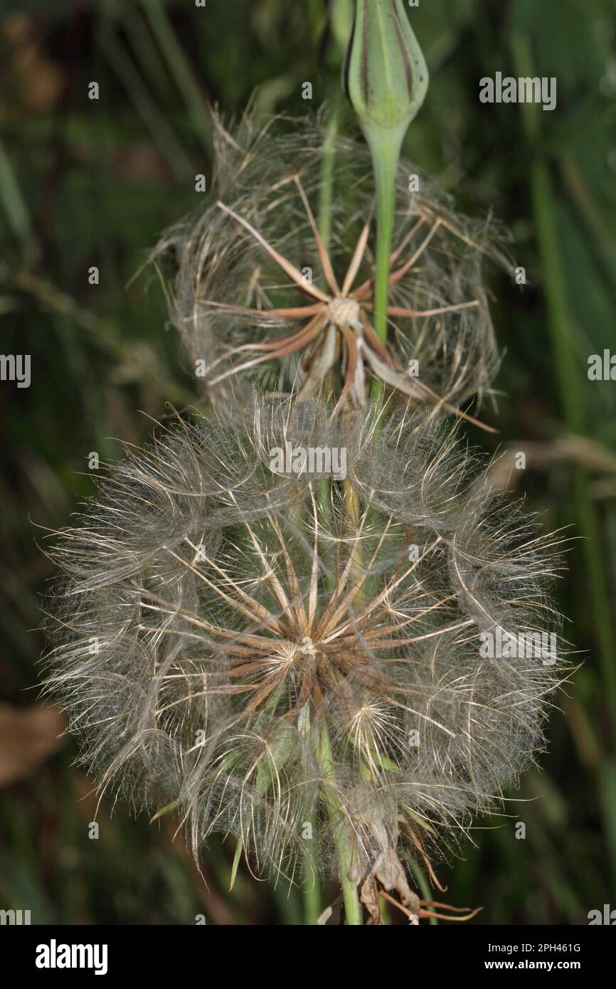 Goatsbeard seed head hi-res stock photography and images - Alamy