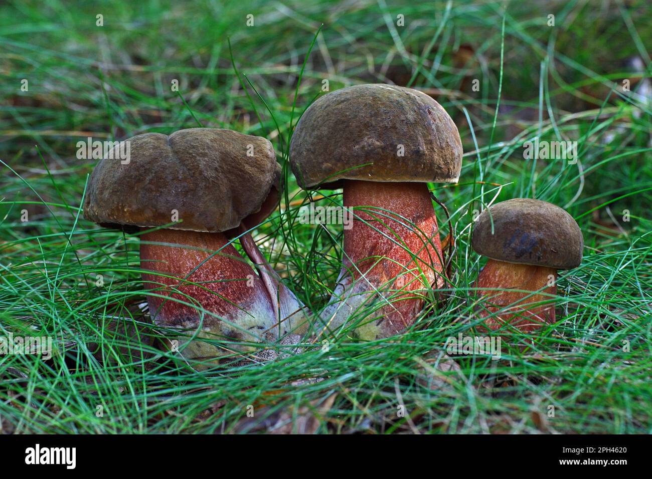 Flake stem witch boletus Stock Photo - Alamy