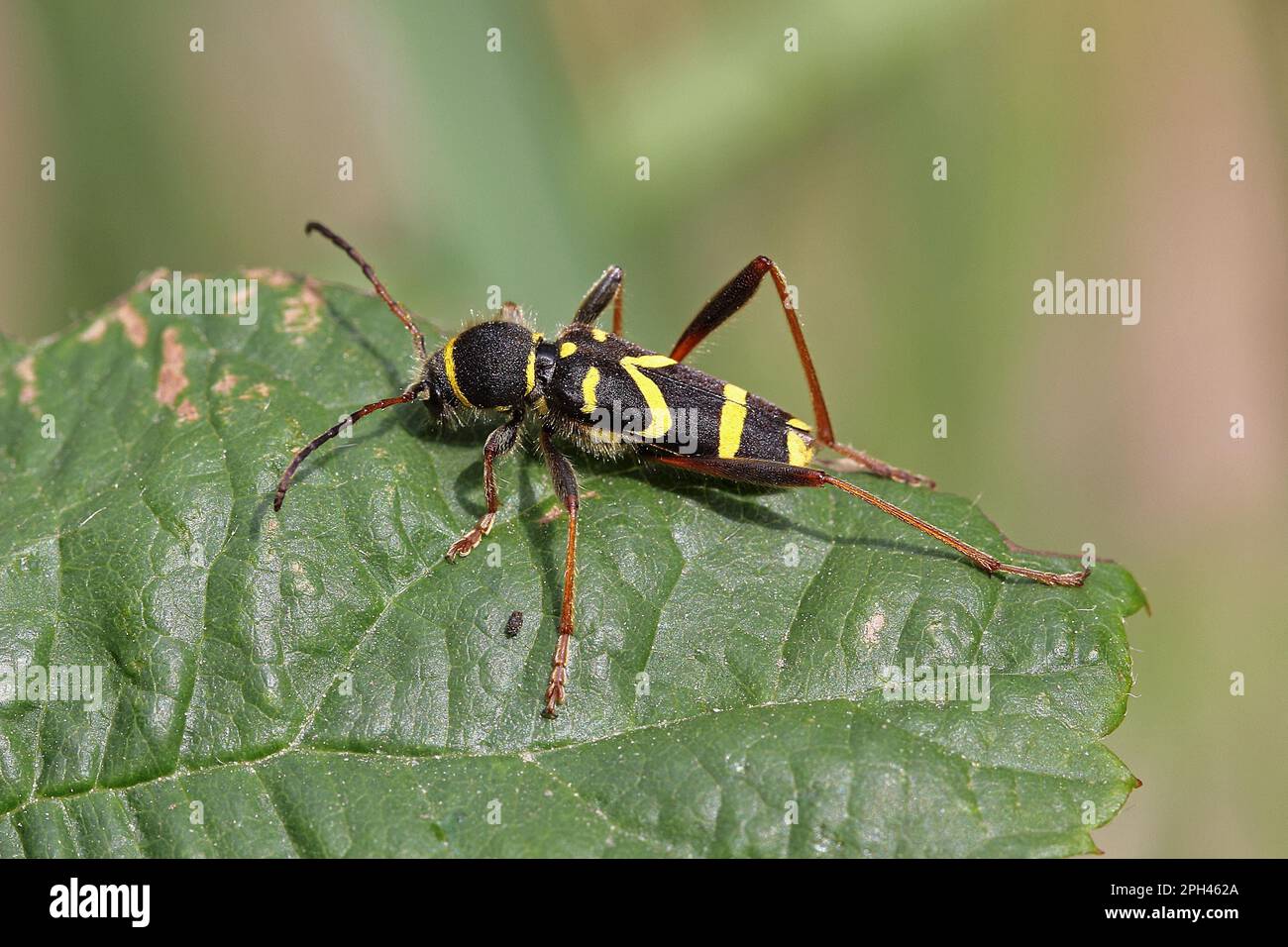 Ram beetle hi-res stock photography and images - Alamy