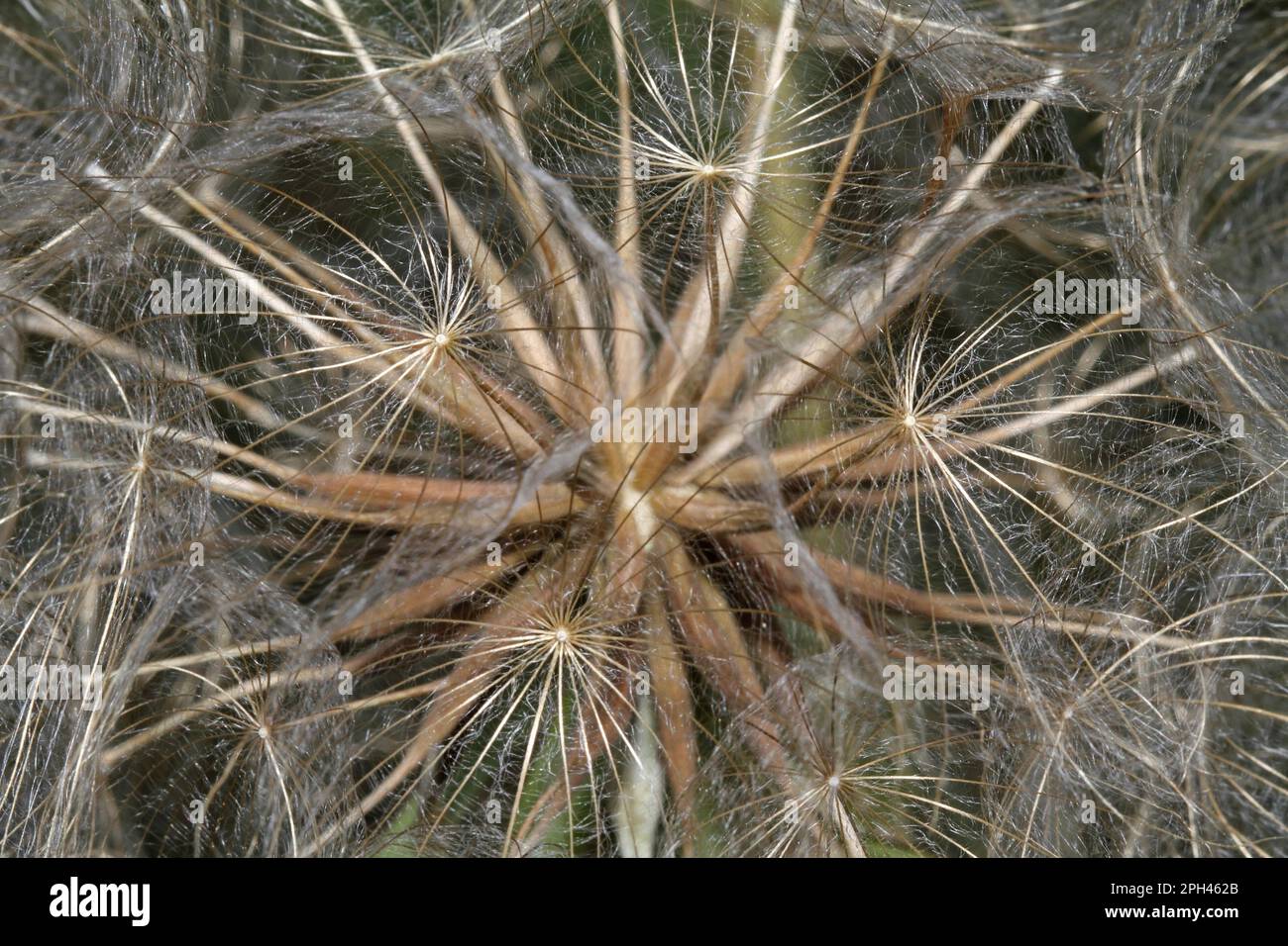 Goatsbeard seed head hi-res stock photography and images - Alamy