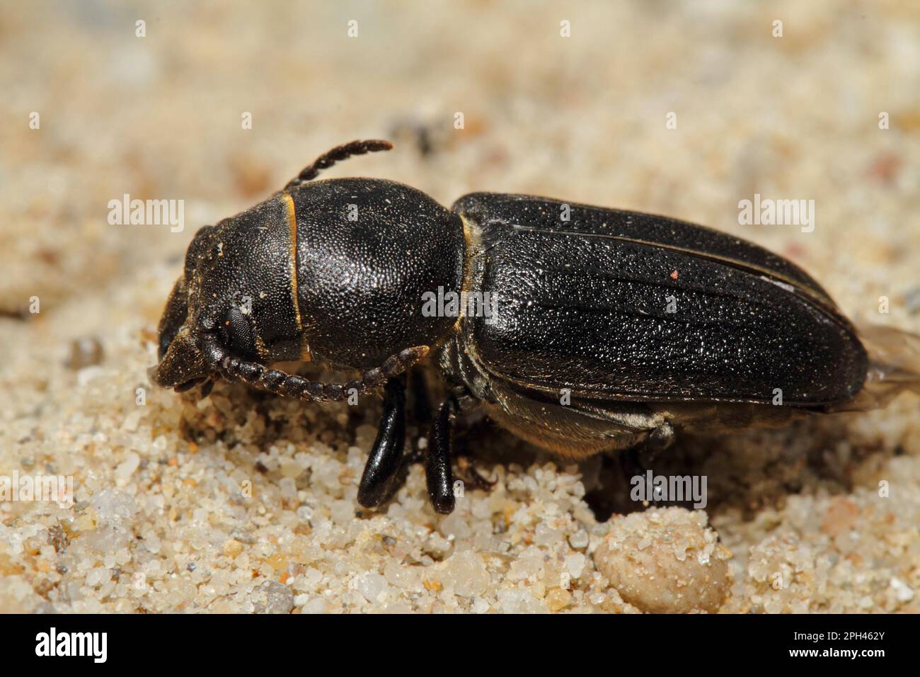 Black longhorn beetle Stock Photo - Alamy