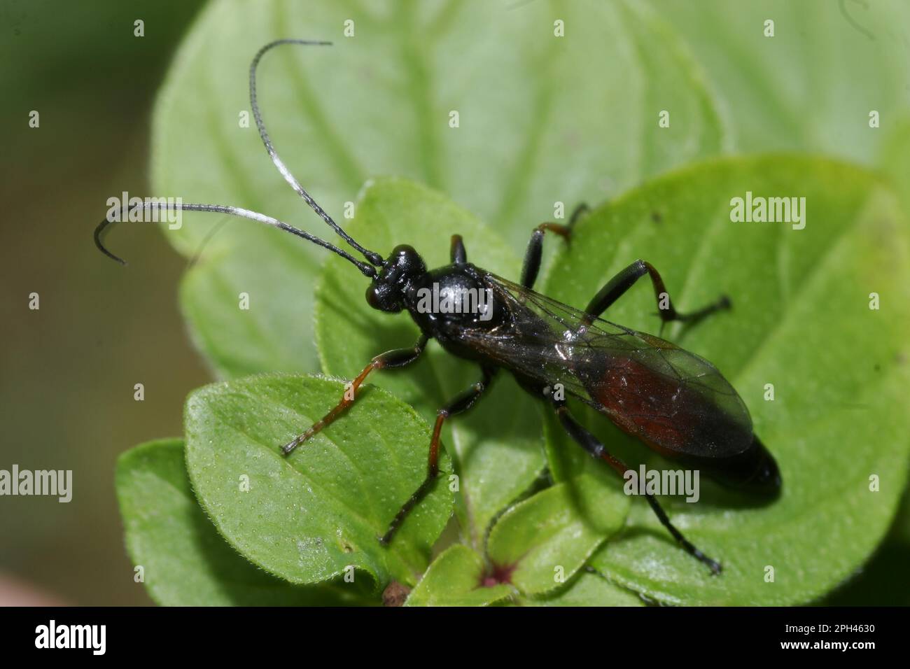 Mature wasp hi-res stock photography and images - Alamy