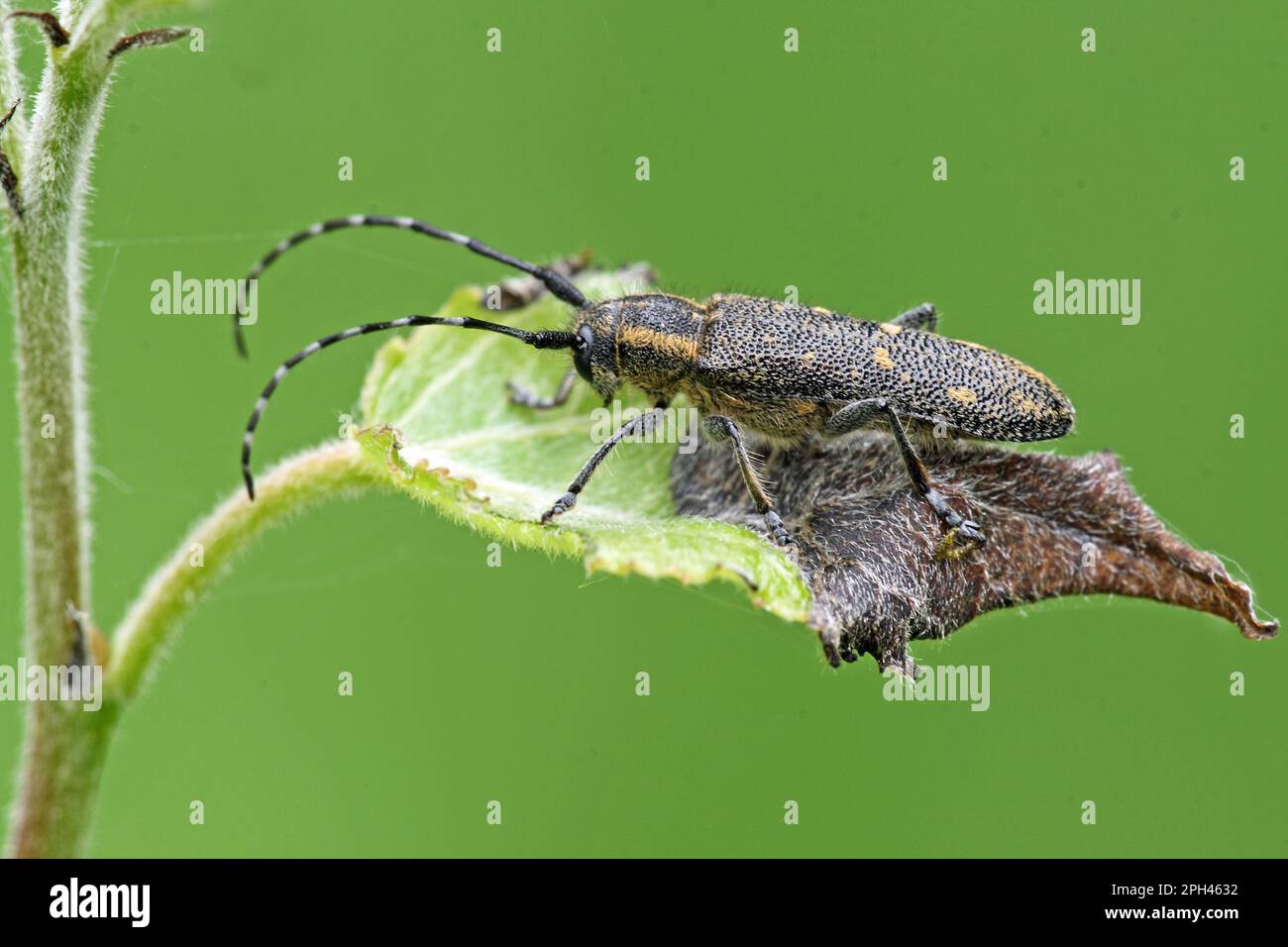Saperda populnea hi-res stock photography and images - Alamy