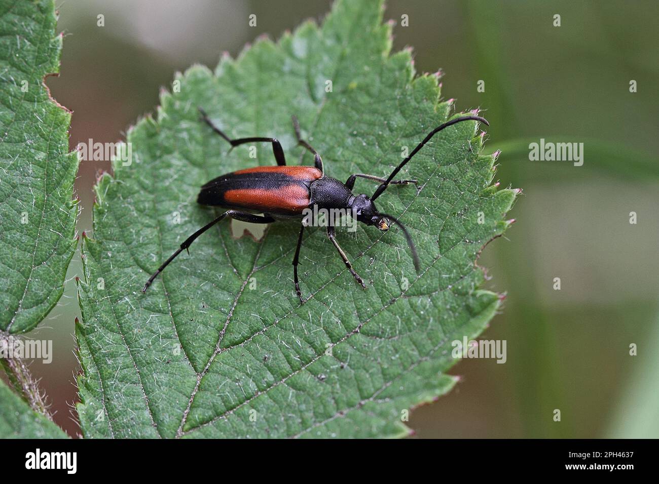 Female beetle hi-res stock photography and images - Alamy