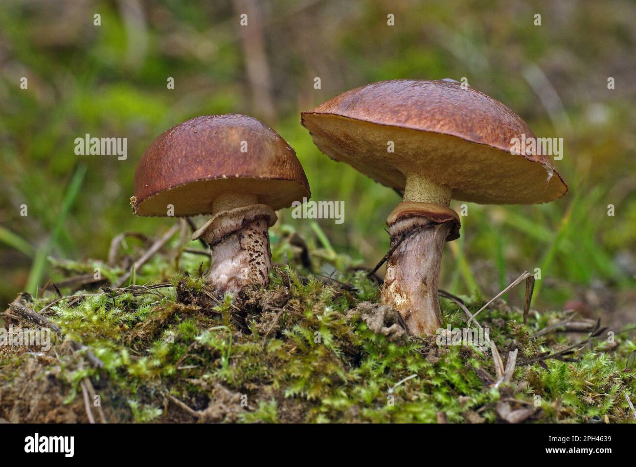 Slippery jack hi-res stock photography and images - Alamy