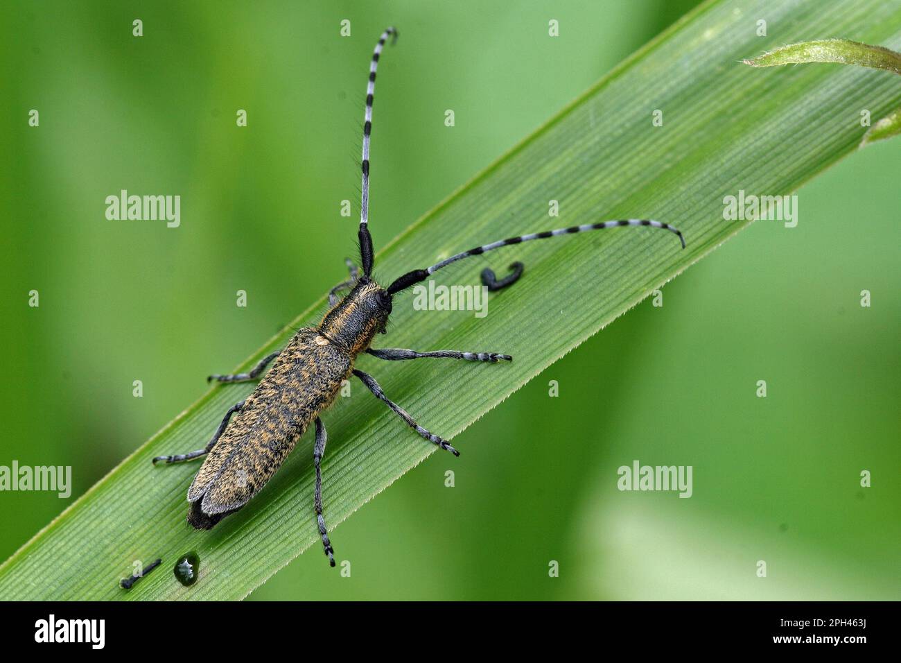 Grey longhorn beetle hi-res stock photography and images - Alamy