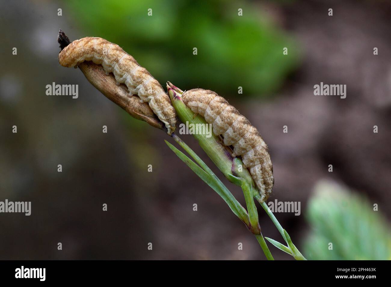Light carnation owl, caterpillars Stock Photo - Alamy
