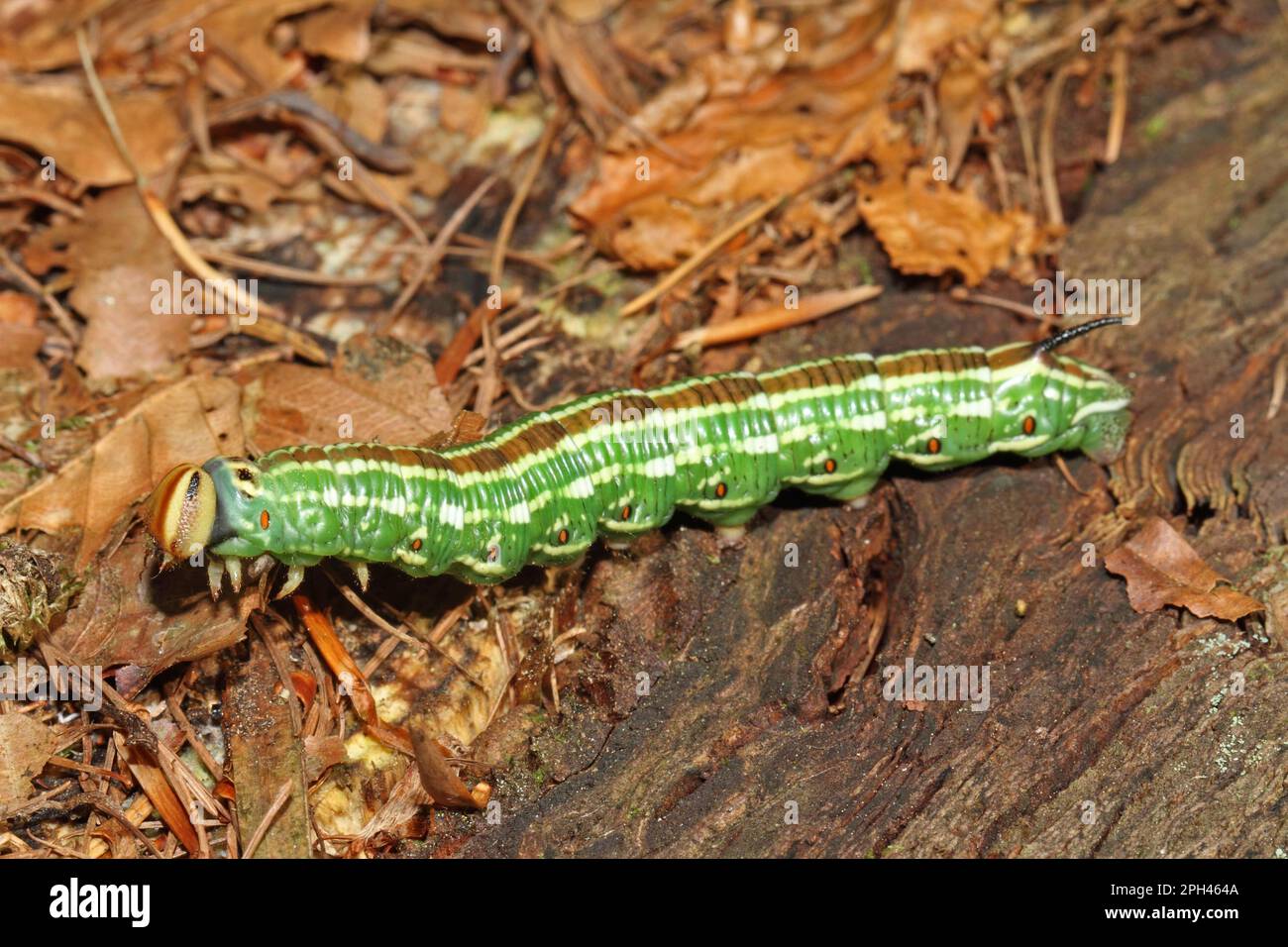 Pine Hawk Moth Stock Photo - Alamy