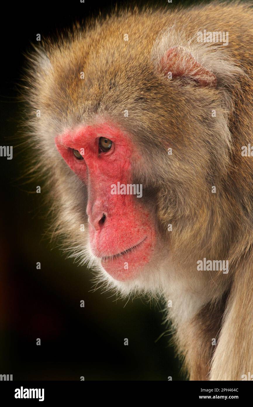 Red faced macaque hi-res stock photography and images - Alamy