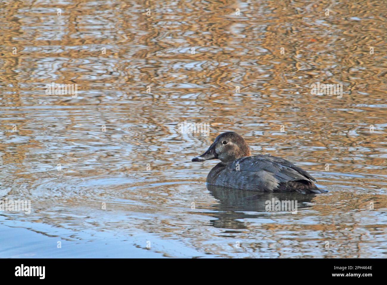 Female pochard duck bird hi-res stock photography and images - Alamy