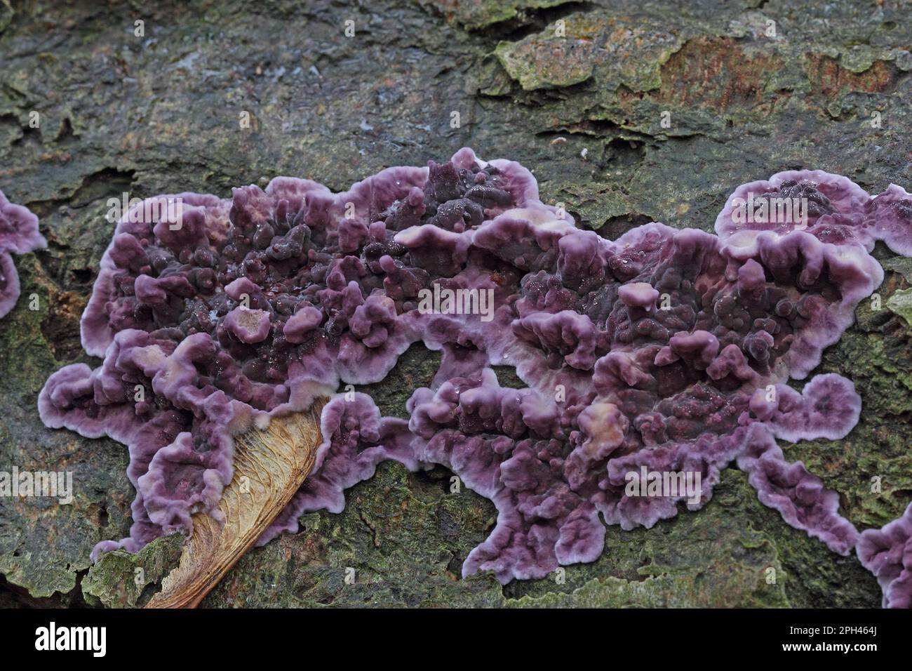 Purple layer fungus Stock Photo - Alamy
