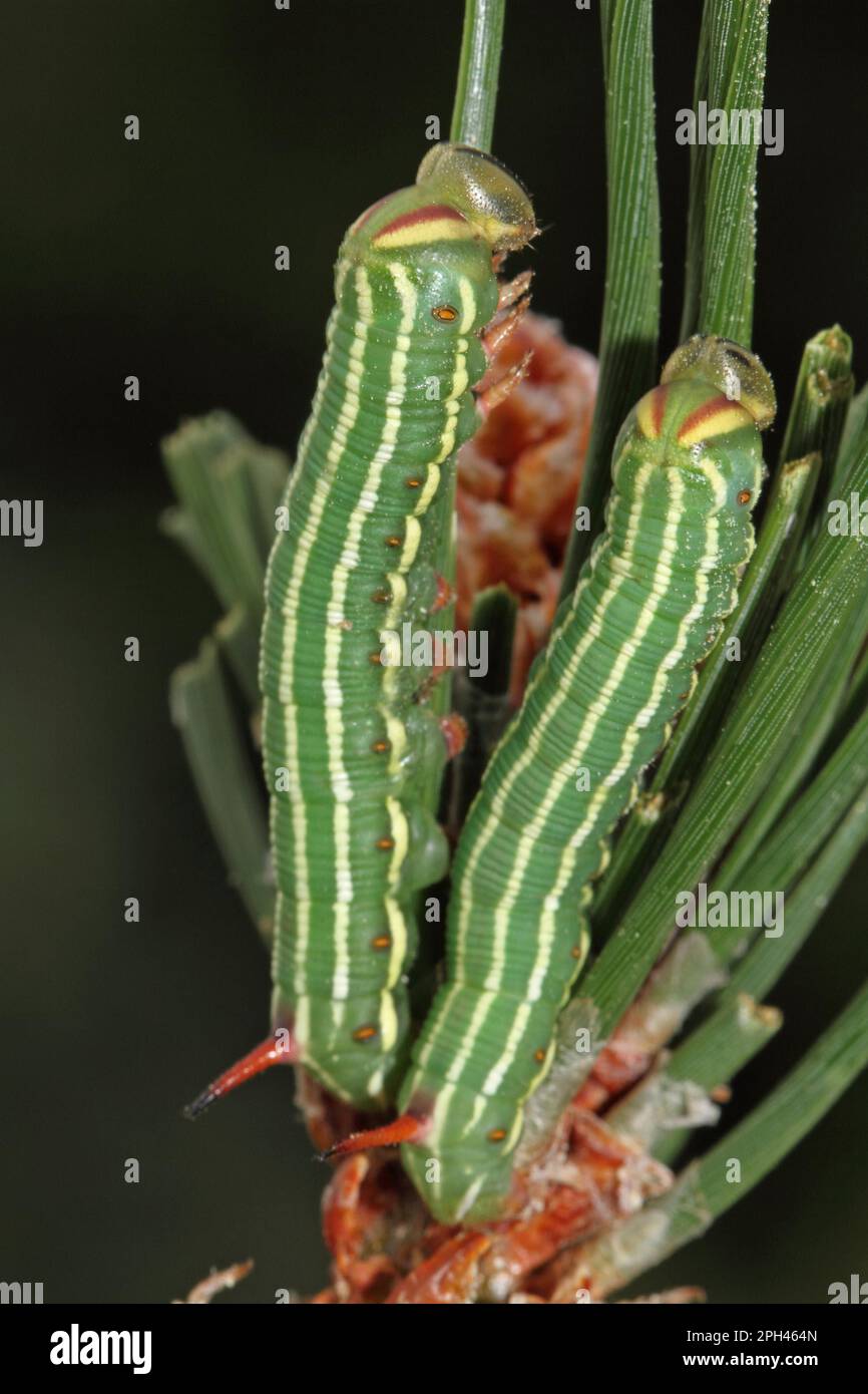 Pine Hawk Moth Stock Photo - Alamy