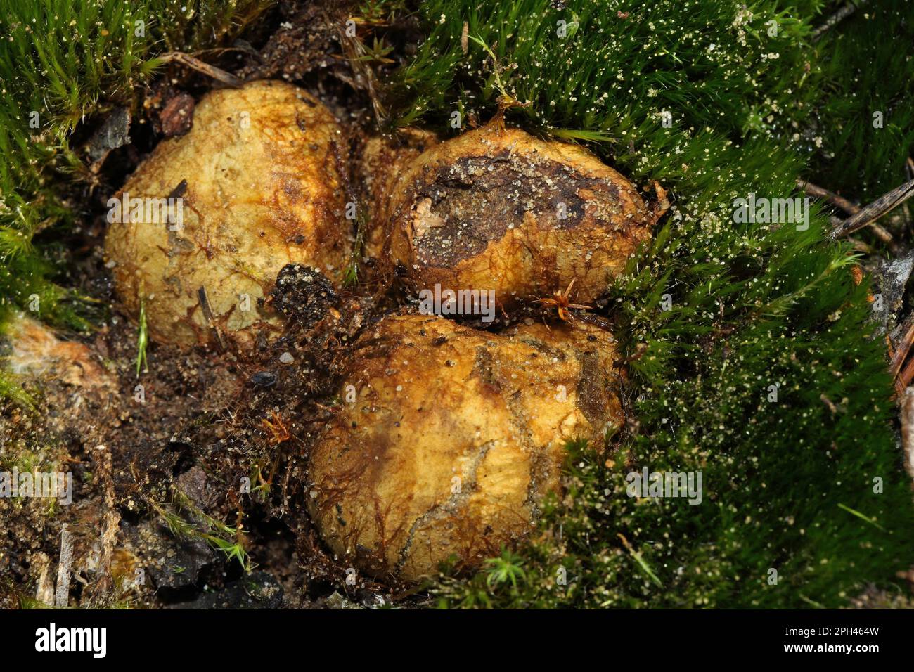 Yellowish Bearded Truffle Stock Photo - Alamy
