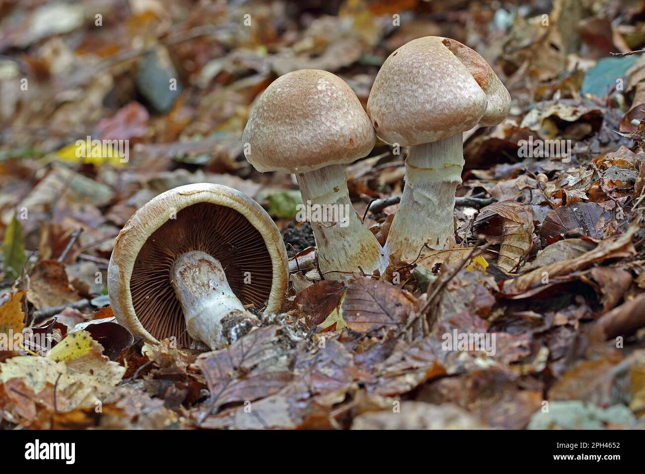 Caperatus hi-res stock photography and images - Alamy