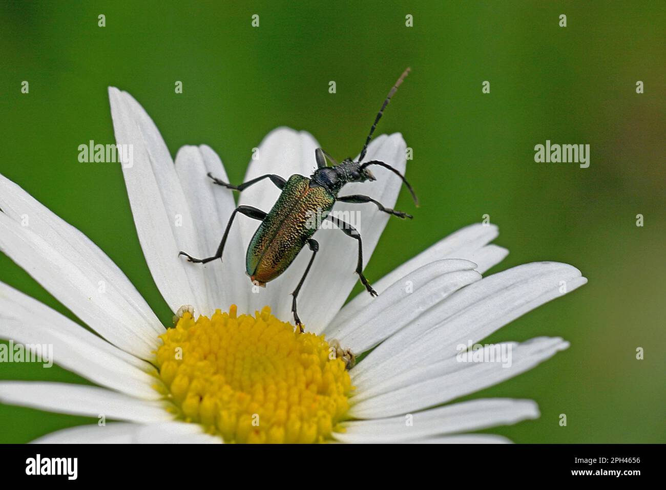 Hippotragus bluebuck antelope hi-res stock photography and images - Alamy