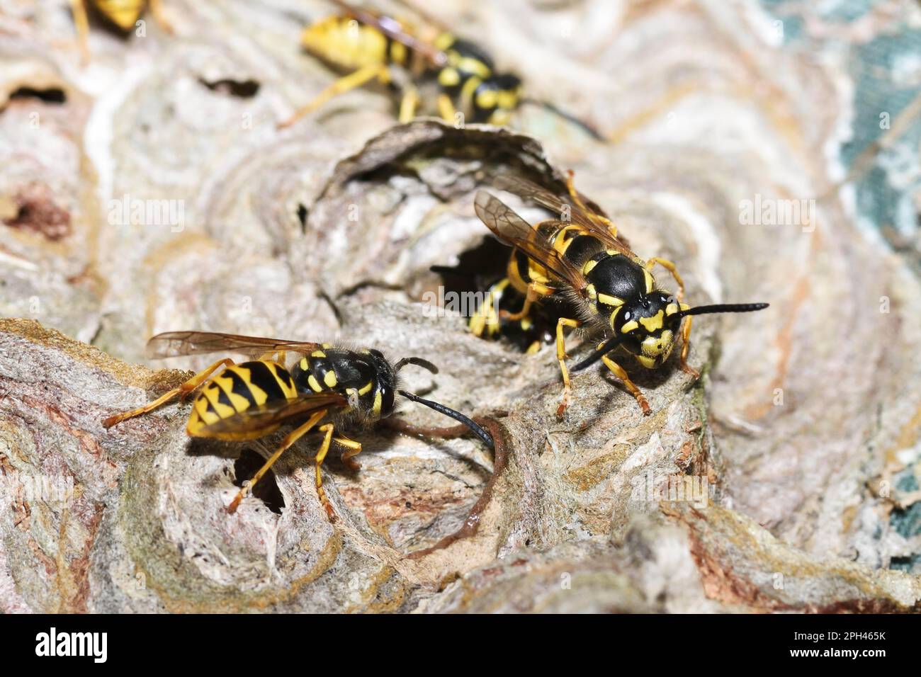 Vespula germanica nest hi-res stock photography and images - Alamy
