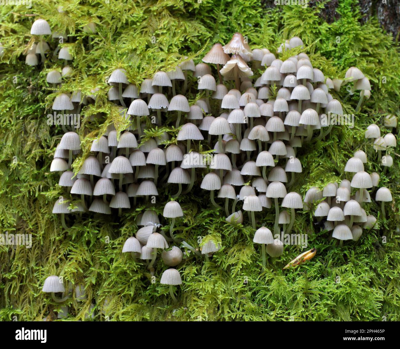 Fairy Ink Cap Stock Photo - Alamy