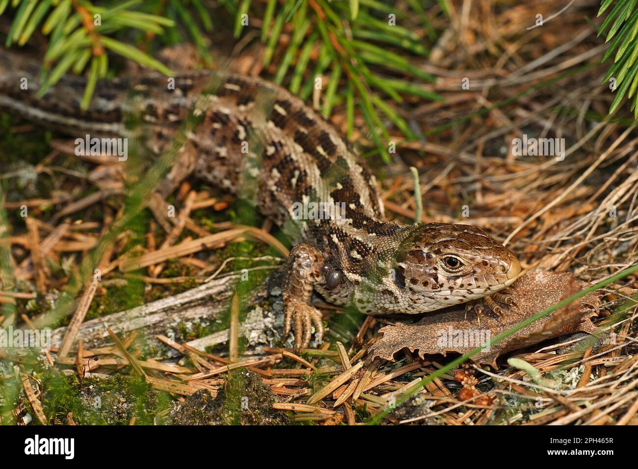 Reptile parasite hi-res stock photography and images - Alamy