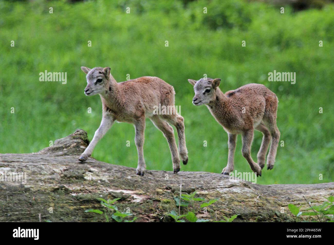 Mouflon, young animals Stock Photo - Alamy
