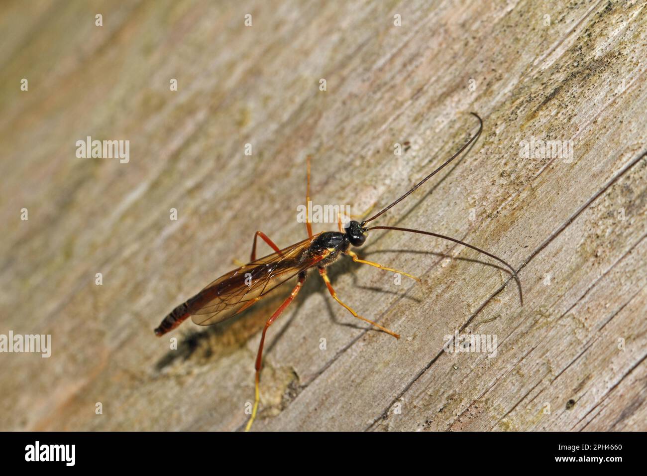 Sickle wasp hi-res stock photography and images - Alamy