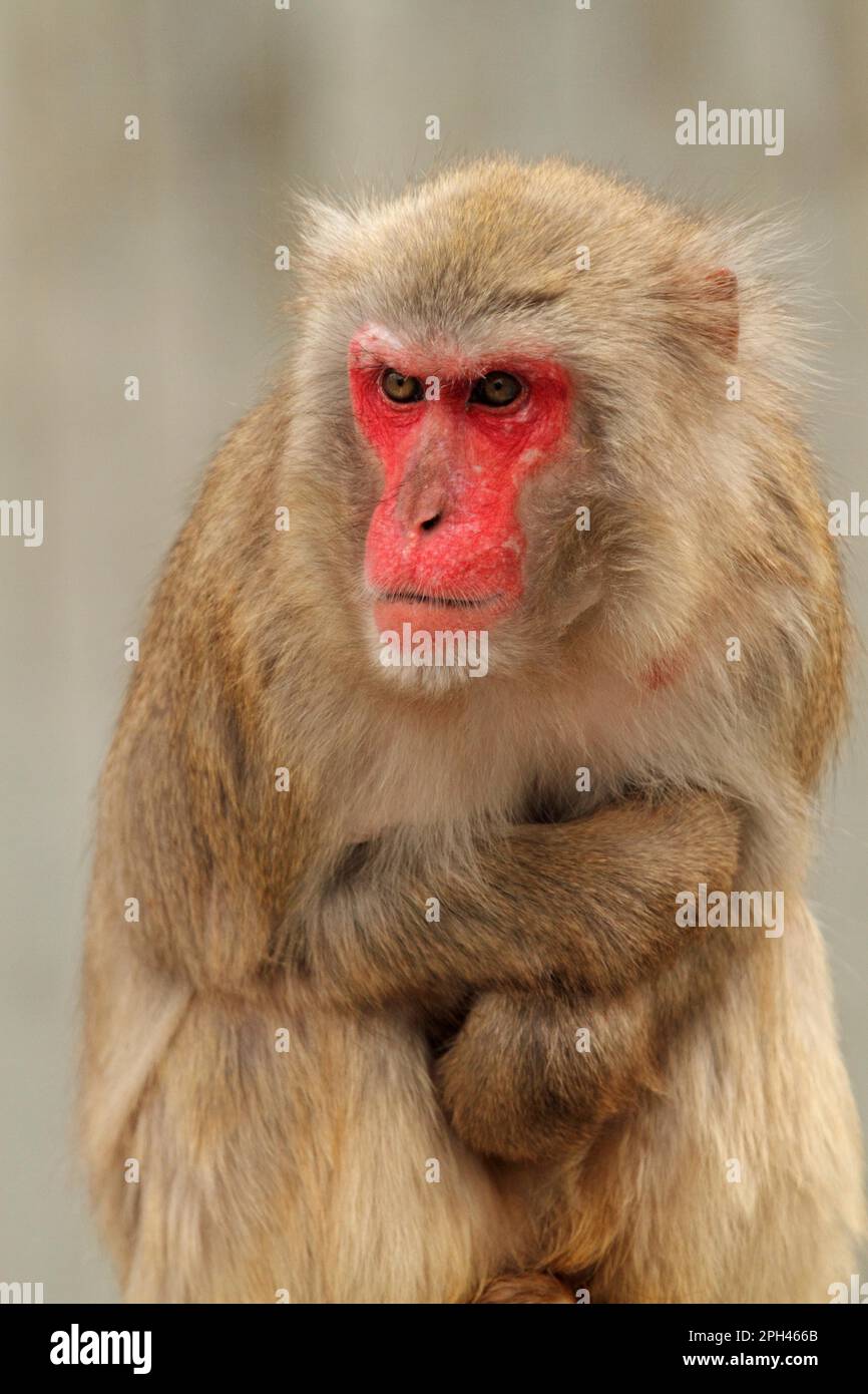 Red faced macaque hi-res stock photography and images - Alamy