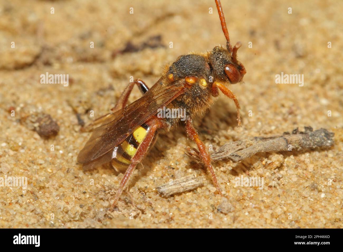 Redheaded Wasp Bee Stock Photo - Alamy