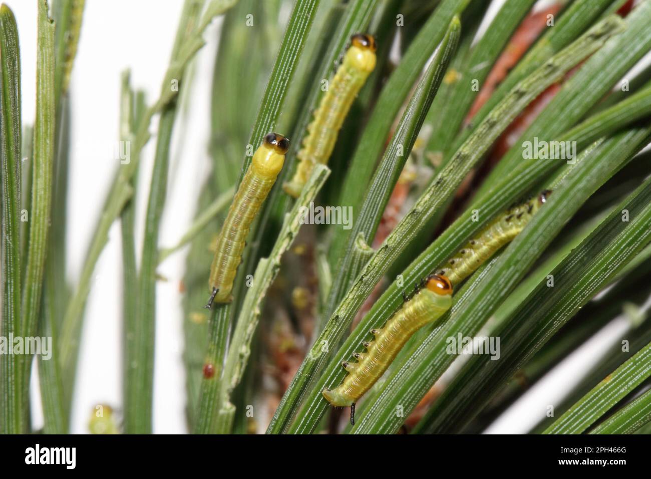 Pine Hawk Moth Stock Photo - Alamy