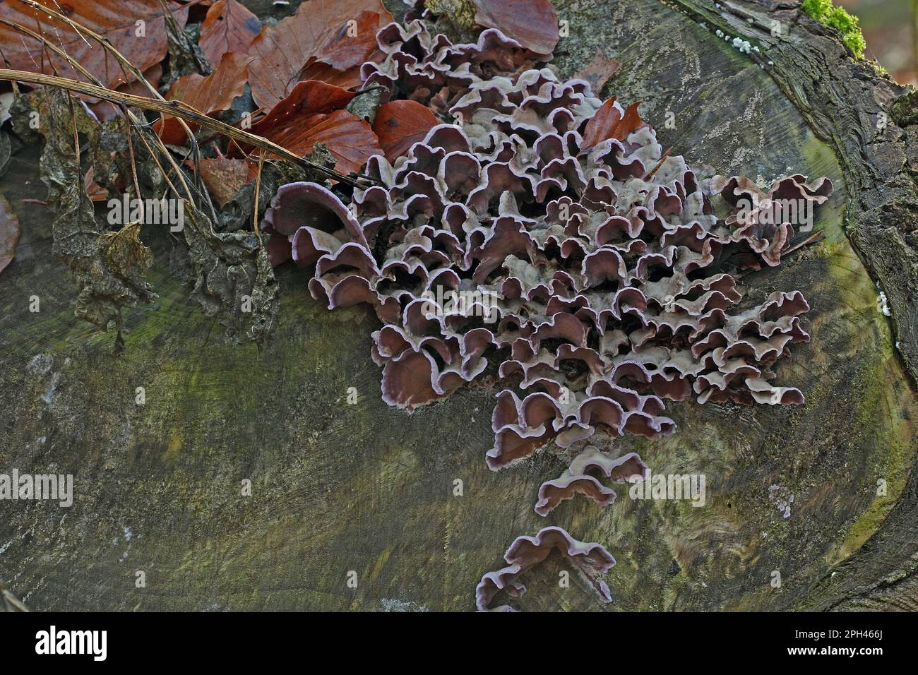 Purple layer fungus Stock Photo - Alamy